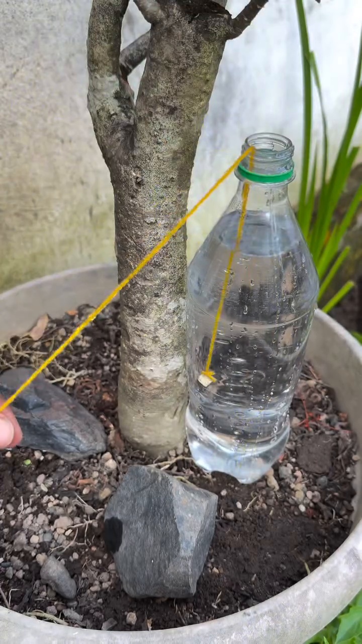 Homemade Plant Watering System Using Plastic Bottle & Thread – Grow ...